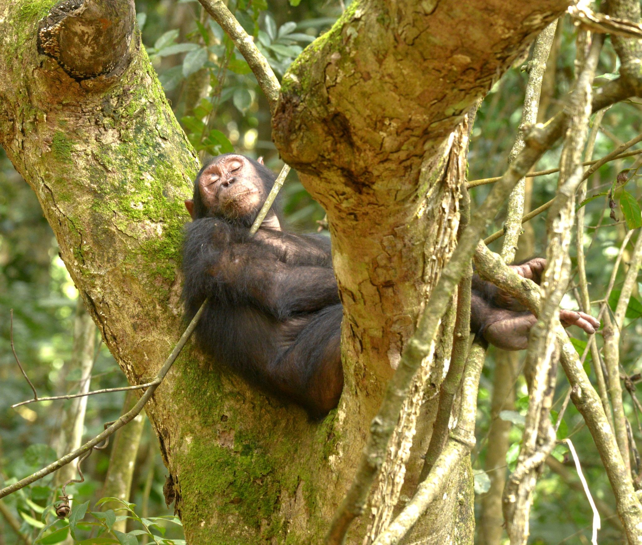 Climate change and humans-wildlife conflicts are pushing chimpanzees ...