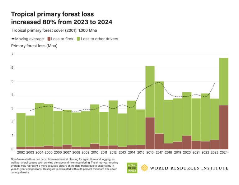 New Data Reveals Alarming Deforestation Trends - Apes Reporting Project