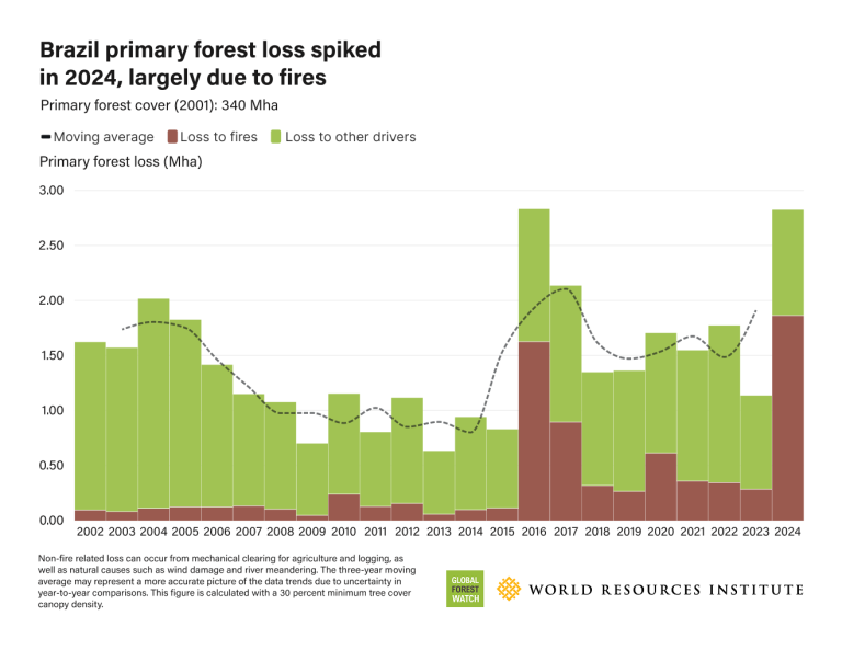 New Data Reveals Alarming Deforestation Trends - Apes Reporting Project